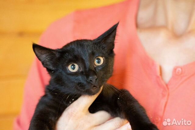 Черный котенок Добби в добрые руки