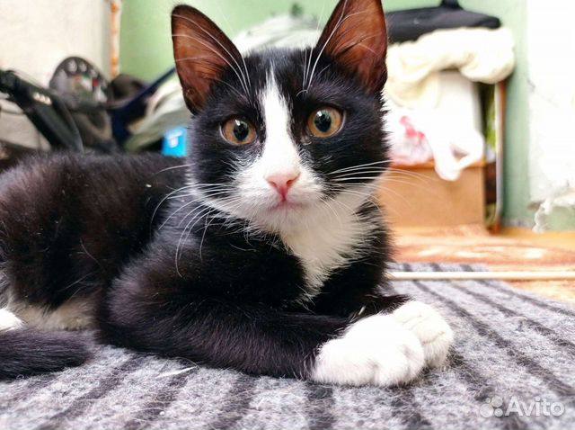 Котёнок в добрые ручки