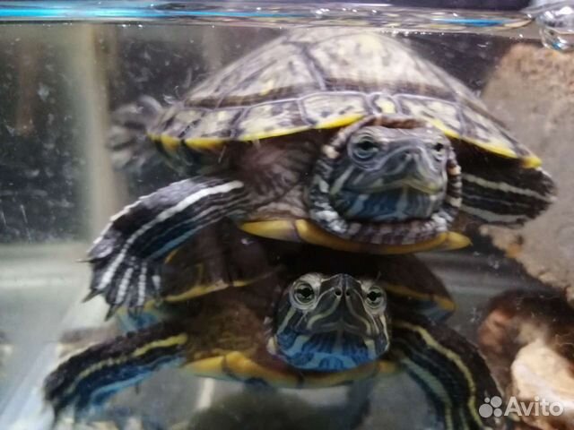 Красноухая черепаха