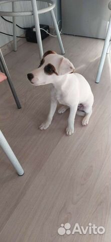 Щенки джек рассел терьер