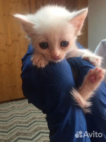 Котята отдам в хорошие руки