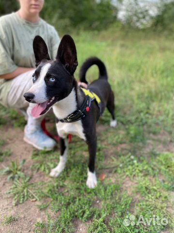 Голубоглазик в добрые руки