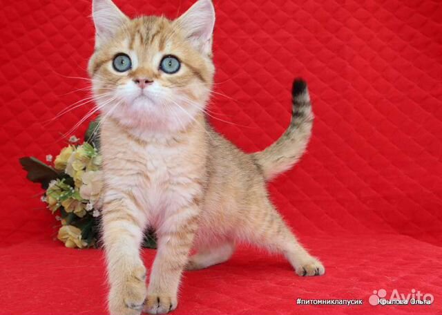 Золотые котята