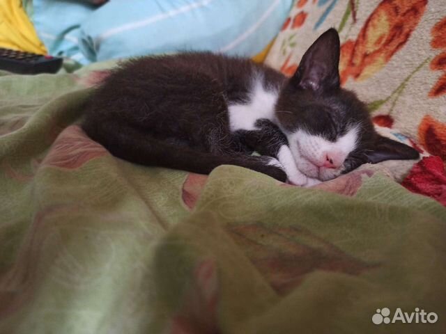 Кошка помесь с девон-рекс