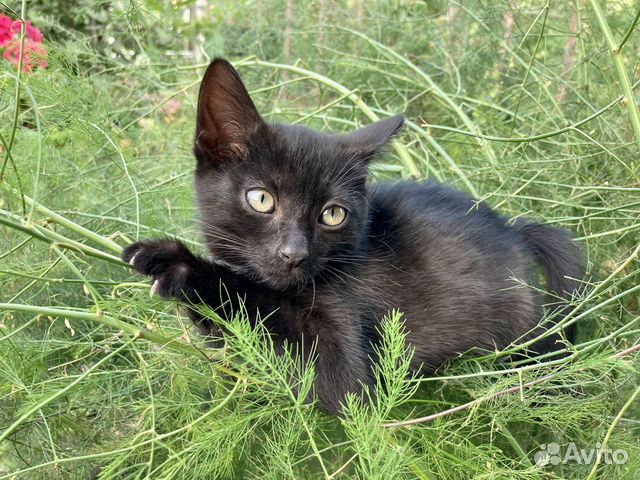 Черный котенок мальчик в добрые руки