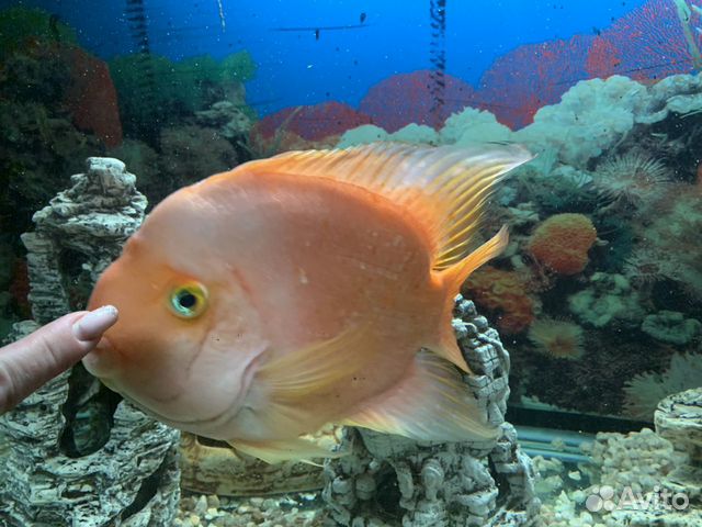 Аквариумные рыбки бесплатно