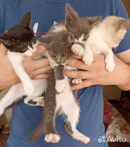 Котята в добрые руки