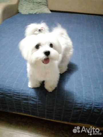 Мальтийская болонка mini