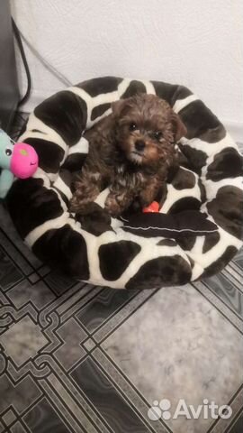 Йоркширский терьер мини