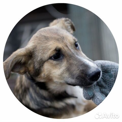 Молоденькая собака - подросток Тоня ищет дом