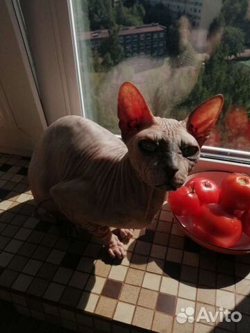 Кошечка, украинский левкой (сфинкс)