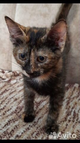 Красивая девчонка ищет дом