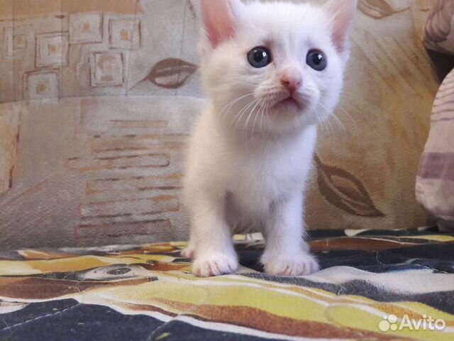 Котята в добрые руки бесплатно