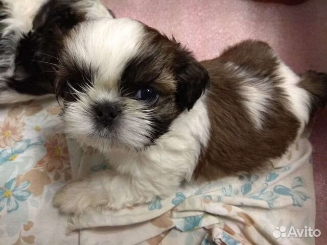 Ши-тцу девочка