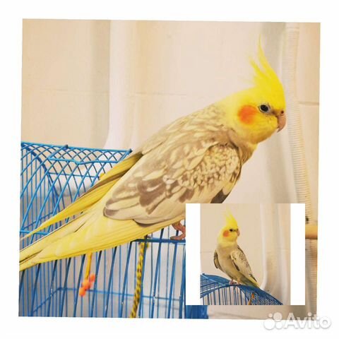 Корелла самка