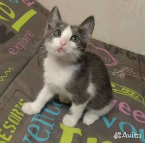 Котик Грей в дар