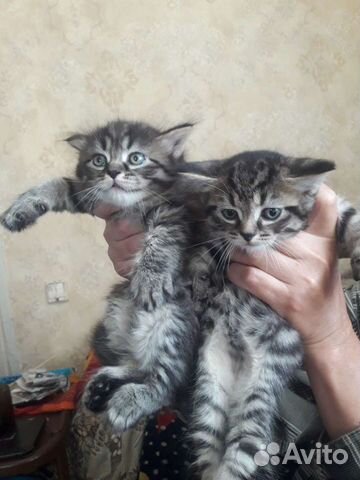 Кошки в добрые руки