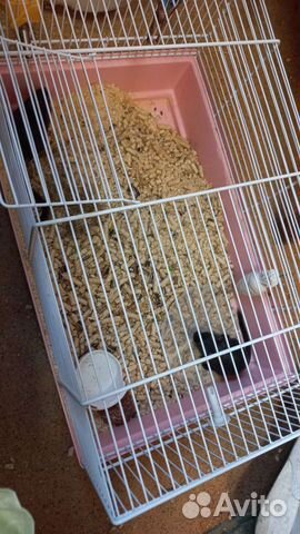 Мышки песчанки с клеткой