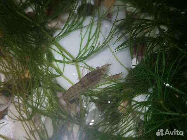 Техасские карликовые рачки