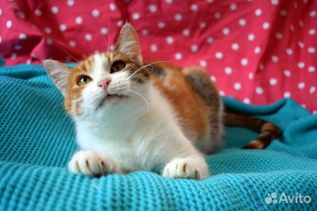Кошка