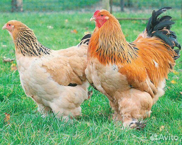 Куры Брама. Семья