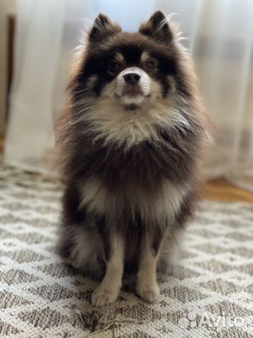 Немецкий шпиц