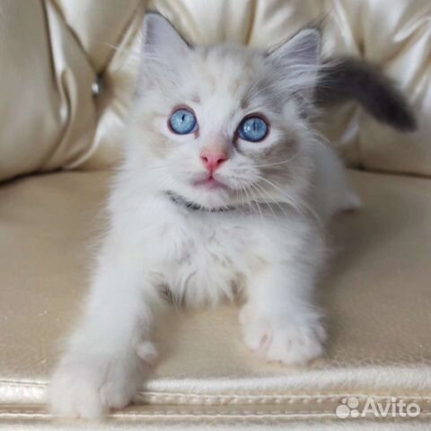 Эдисон, оксас сил биколор линкс, документы