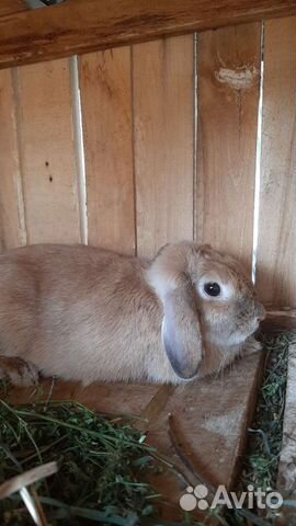 Декоративные кролики