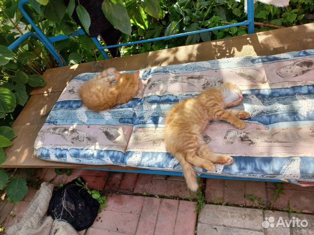 Рыжие катята, бесплатно