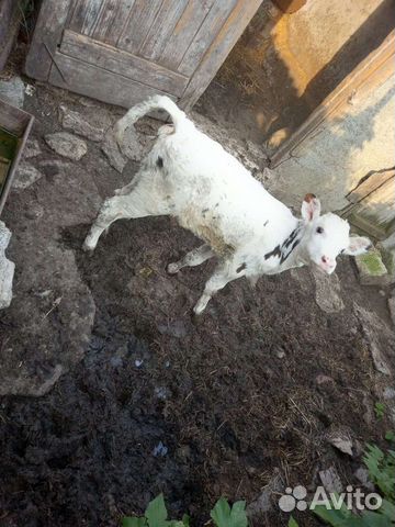 Тёлочка 1 месяц