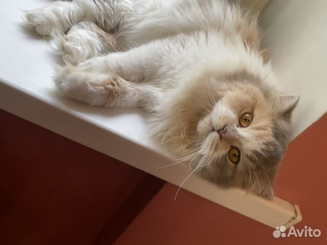 Продаю котёнка породы Хайленд страйт