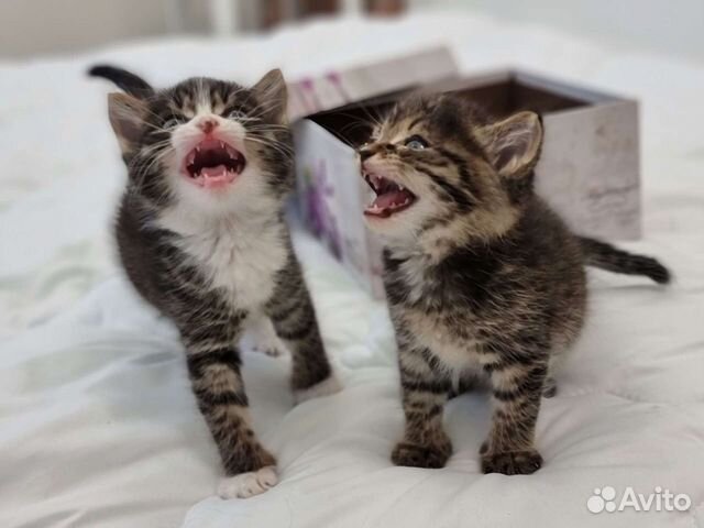 Котята полосатики мальчик и девочка в добрые руки