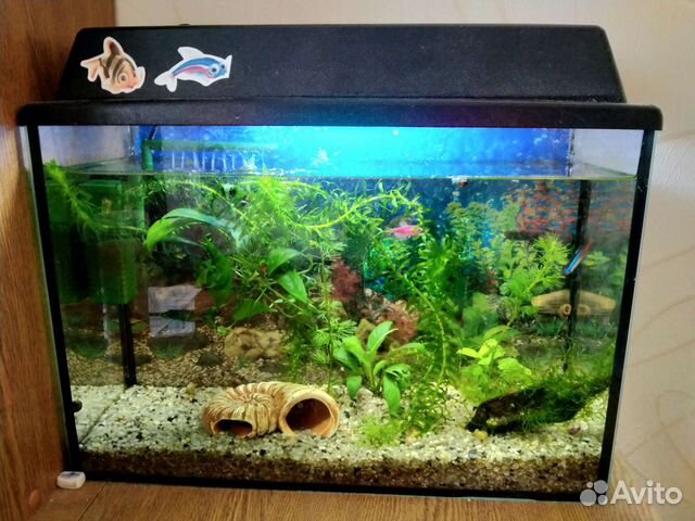 Аквариум 20 л с грунтом и растениями