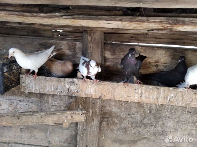 Голуби бакинцы