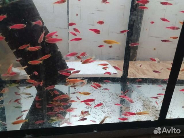 Аквариумные рыбки