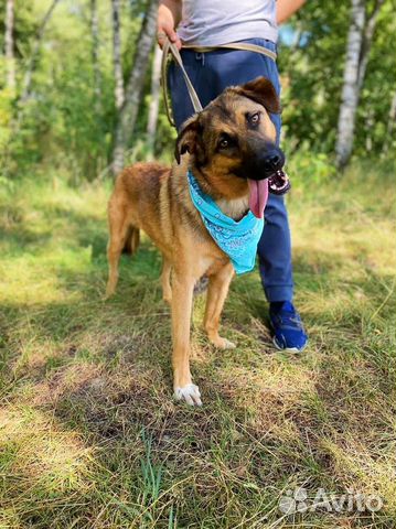 Игривый малыш Бурбон, отдам в хорошие руки