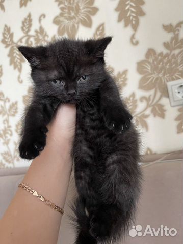 Британские котята шиншилла