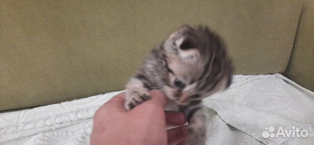 Шотландский вислоухий котёнок (девочка)