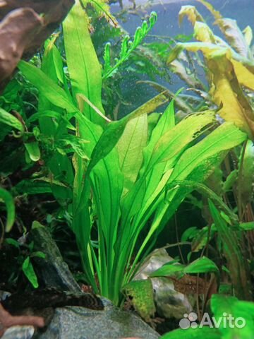 Аквариумное растение