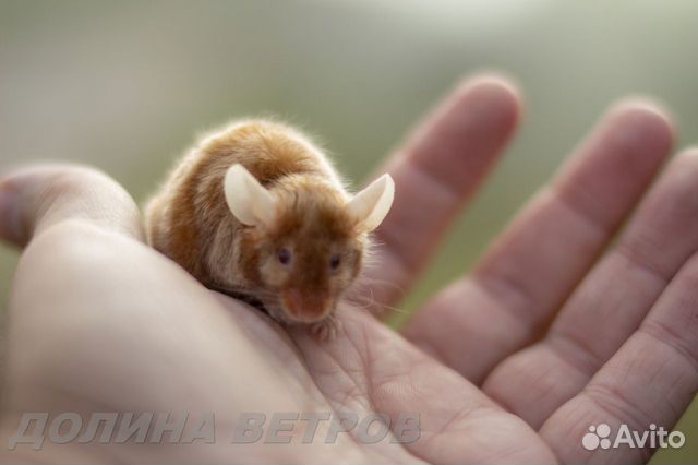 Декоративная мышка кудрявая, окрас фавн, самка