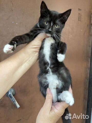Котенок Маркиза ищет родителей