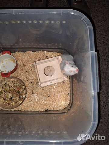 Хомяк ангорский бесплатно