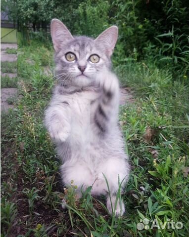 Котенок девочка бесплатно