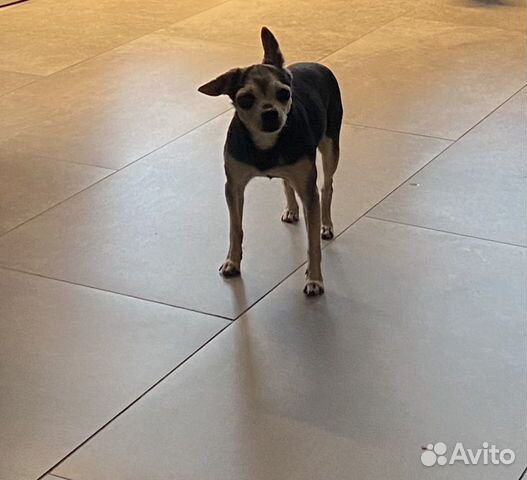 Потерялся той терьер