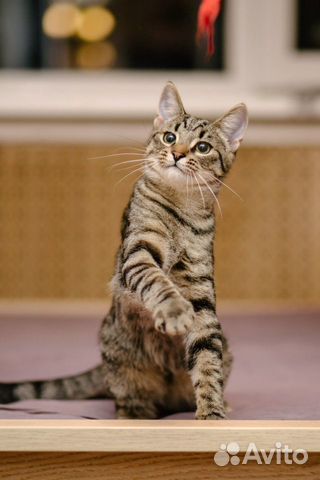 Полосатое счастье в дом