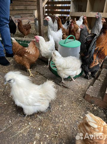 Отдам даром куриц несушек
