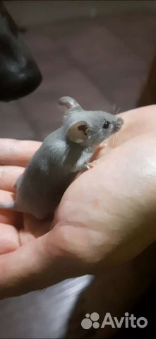 Две мышки в добрые руки