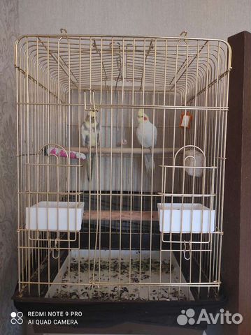 Два попугая капелла и большая клетка