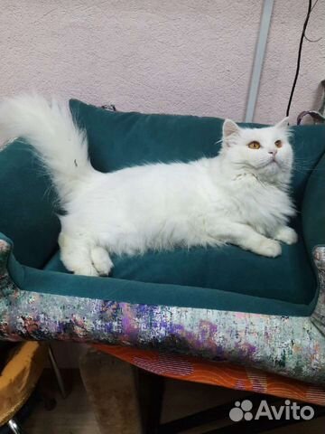 Кошка в дар