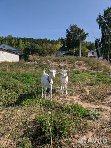 Зааненская козочка
